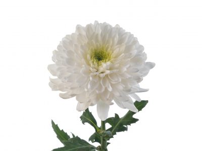 Cremon – Golden Flowers