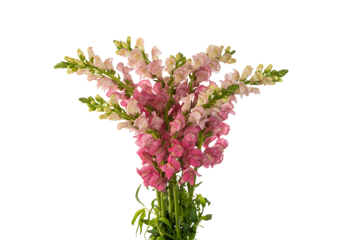 Dark Pink Snapdragon – Golden Flowers