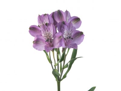Alstroemeria – Golden Flowers