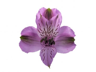 Alstroemeria – Golden Flowers