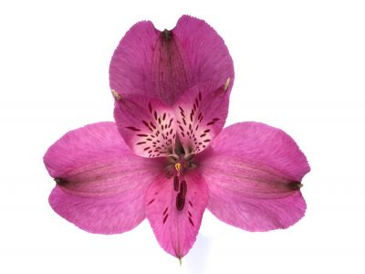 Alstroemeria – Golden Flowers
