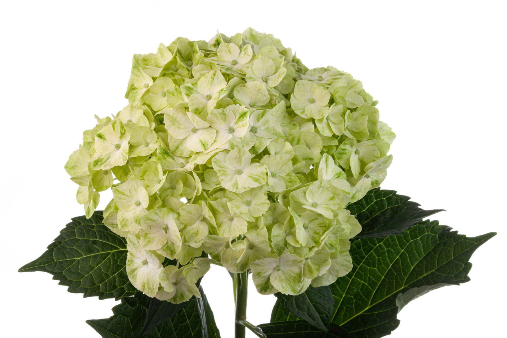 Lime Green – Golden Flowers