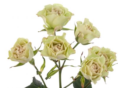 Spray Roses – Golden Flowers