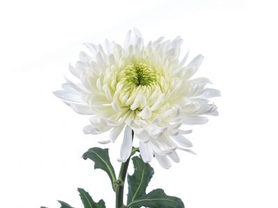 Super Mum – Golden Flowers