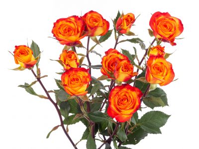Spray Roses – Golden Flowers