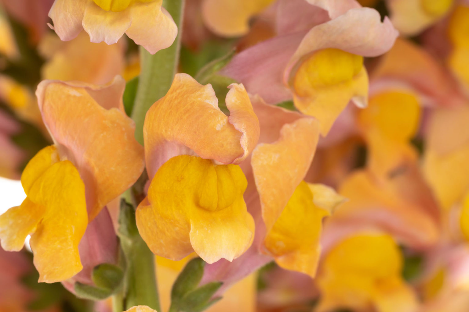 Orange Snapdragon – Golden Flowers