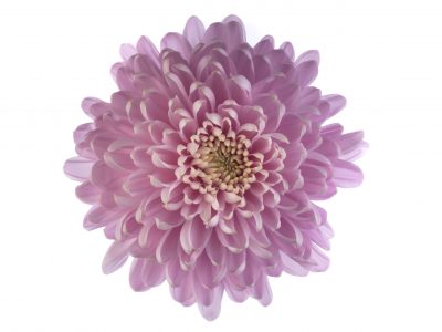 Cremon – Golden Flowers