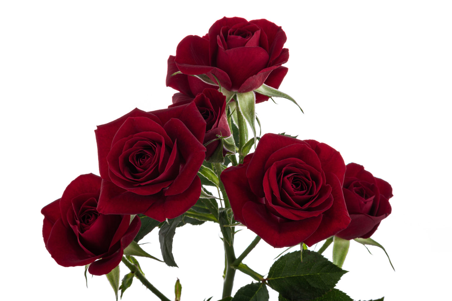 Rubicon – Golden Flowers