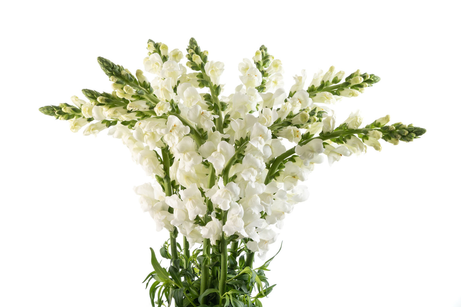 White Snapdragon – Golden Flowers