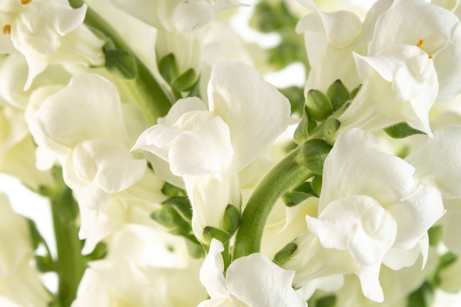 White Snapdragon – Golden Flowers