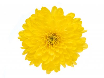 Cremon – Golden Flowers