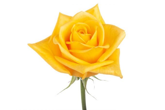 Golden State – Golden Flowers