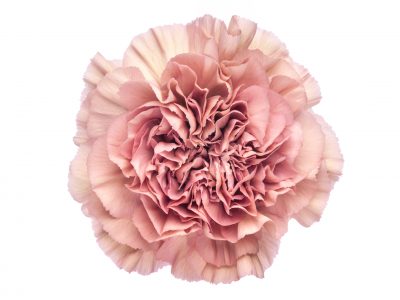 Carnations – Golden Flowers