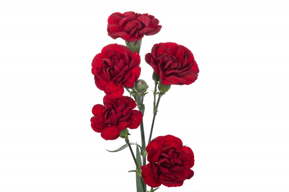 Merlot – Golden Flowers